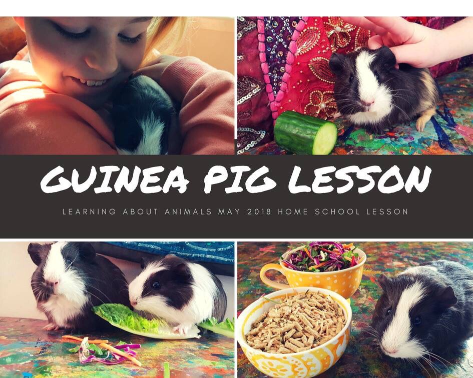 Homeschool lesson on our guinea pig pets. – Ema Lou kids art craft