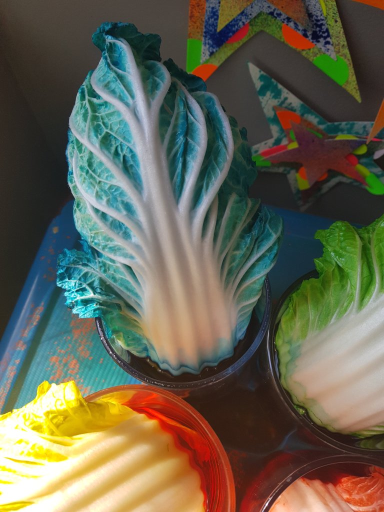 Cabbage leaves & food colouring experiment. – Ema Lou kids art craft