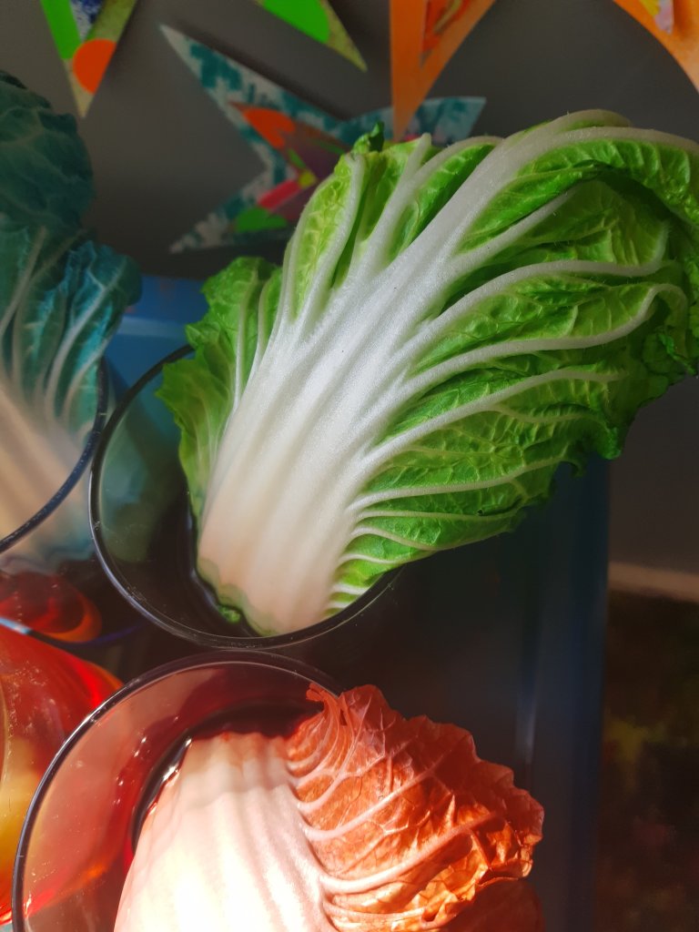 Cabbage leaves & food colouring experiment. – Ema Lou kids art craft