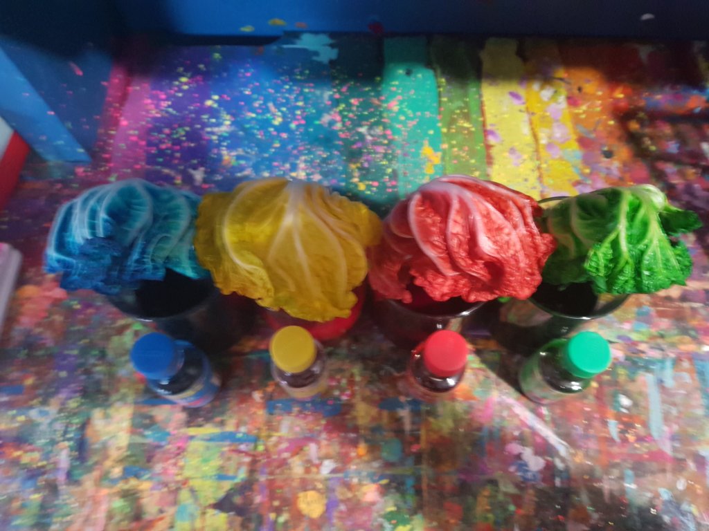 Cabbage leaves & food colouring experiment. – Ema Lou kids art craft